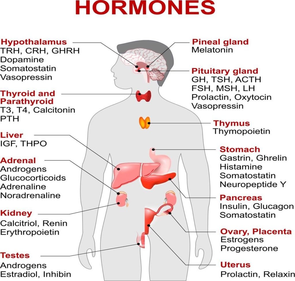 Hormones Not Calories Are The Key To Fat Loss Workshop - Phil Richards ...